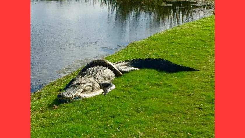 Alligator Fights Python in Front of Shocked Golfers - McKoysNews