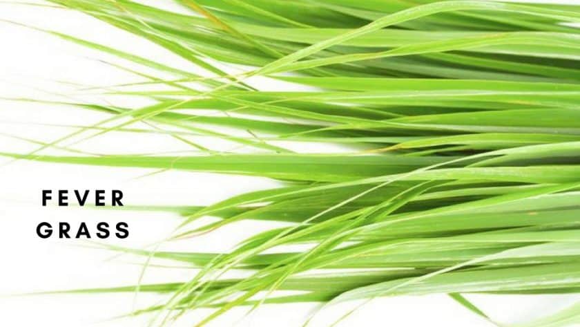 Fever Grass - McKoysNews