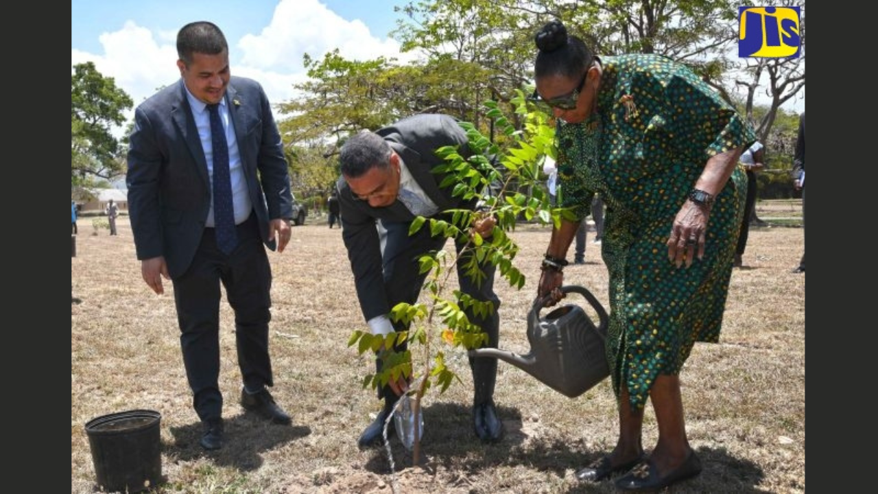Jamaicans Encouraged to Plant Trees on Labour Day - McKoysNews