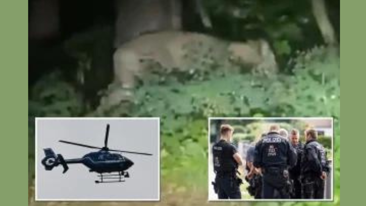 Lion escapes near Berlin, cops urge residents to say indoors - McKoysNews