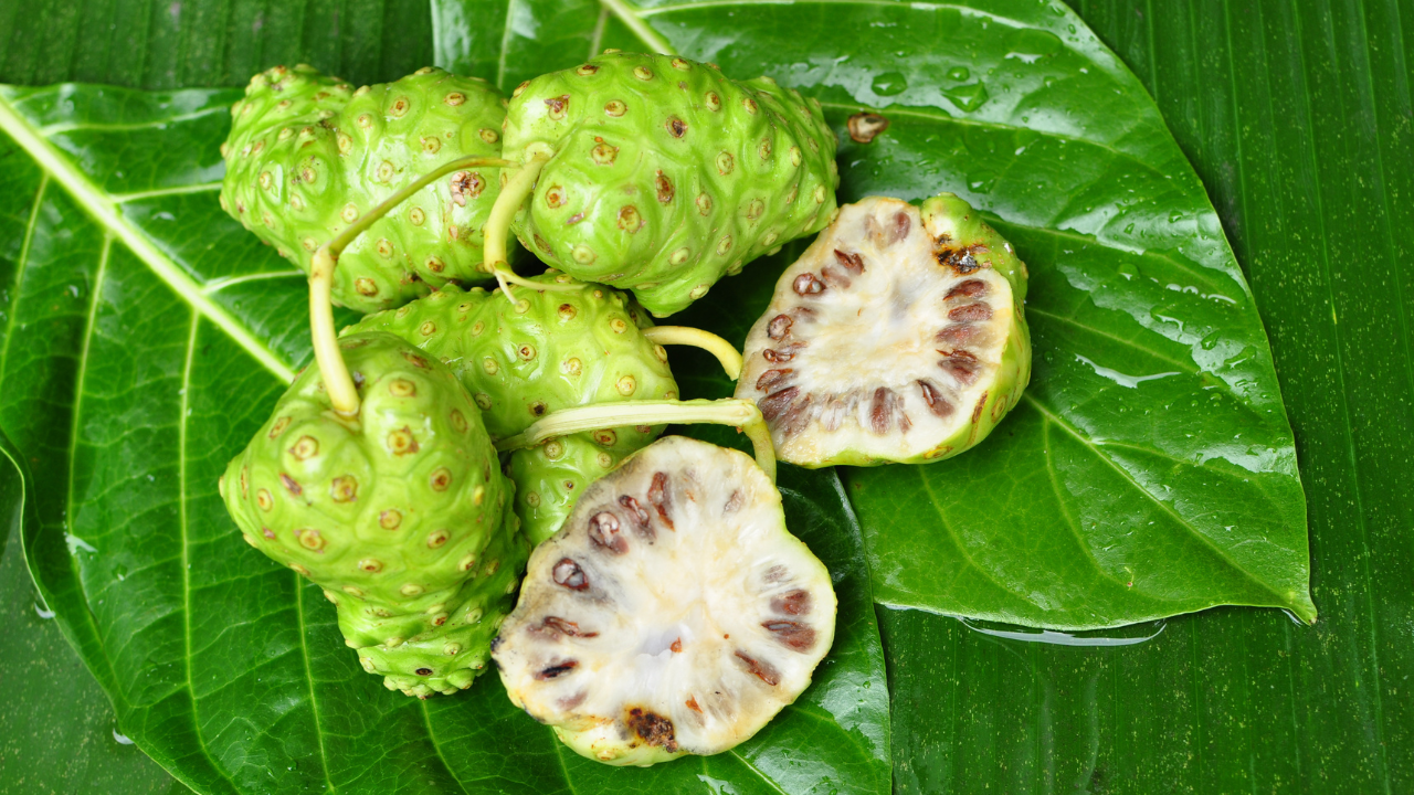 Morinda Royoc: A Herbal Wonder with Diverse Benefits in Jamaica ...