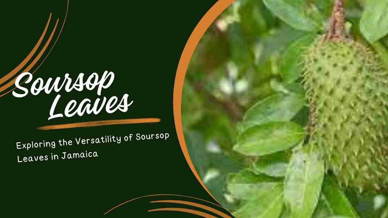 Exploring the Versatility of Soursop Leaves in Jamaica - McKoysNews