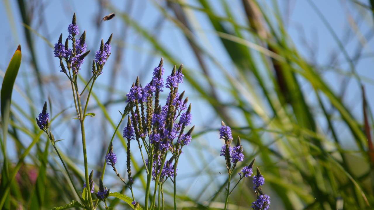 Jamaican Vervain: A Botanical Treasure for Health and Wellness - McKoysNews