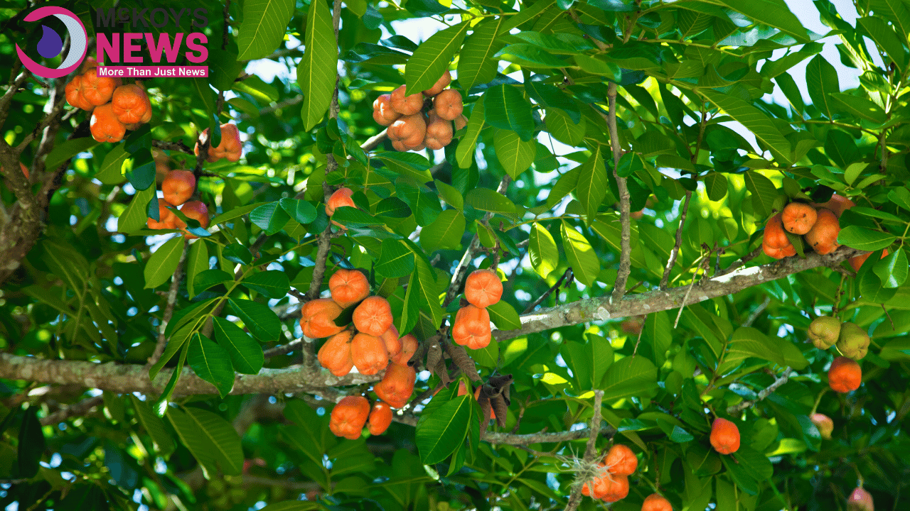 Ackee Leaf: A Natural Remedy with Multifaceted Benefits - McKoysNews