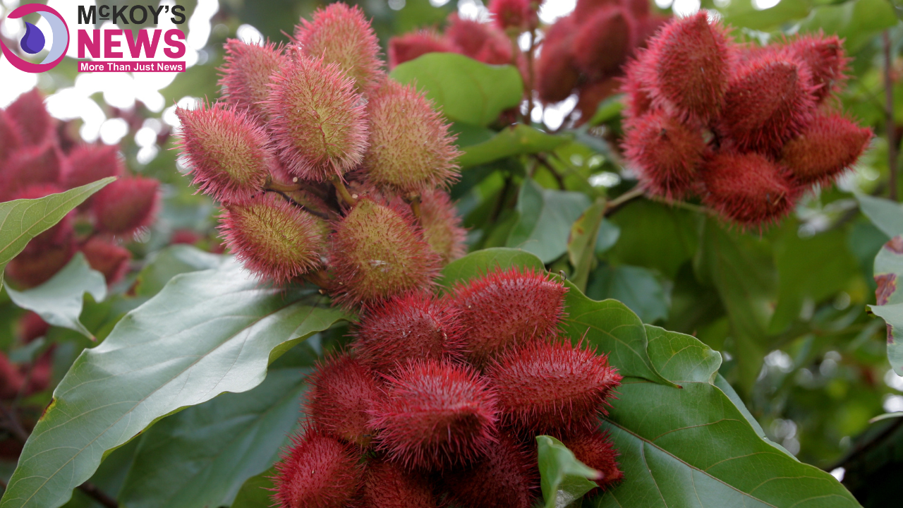 The Versatile Uses of Annatto Plant in Jamaica - McKoysNews