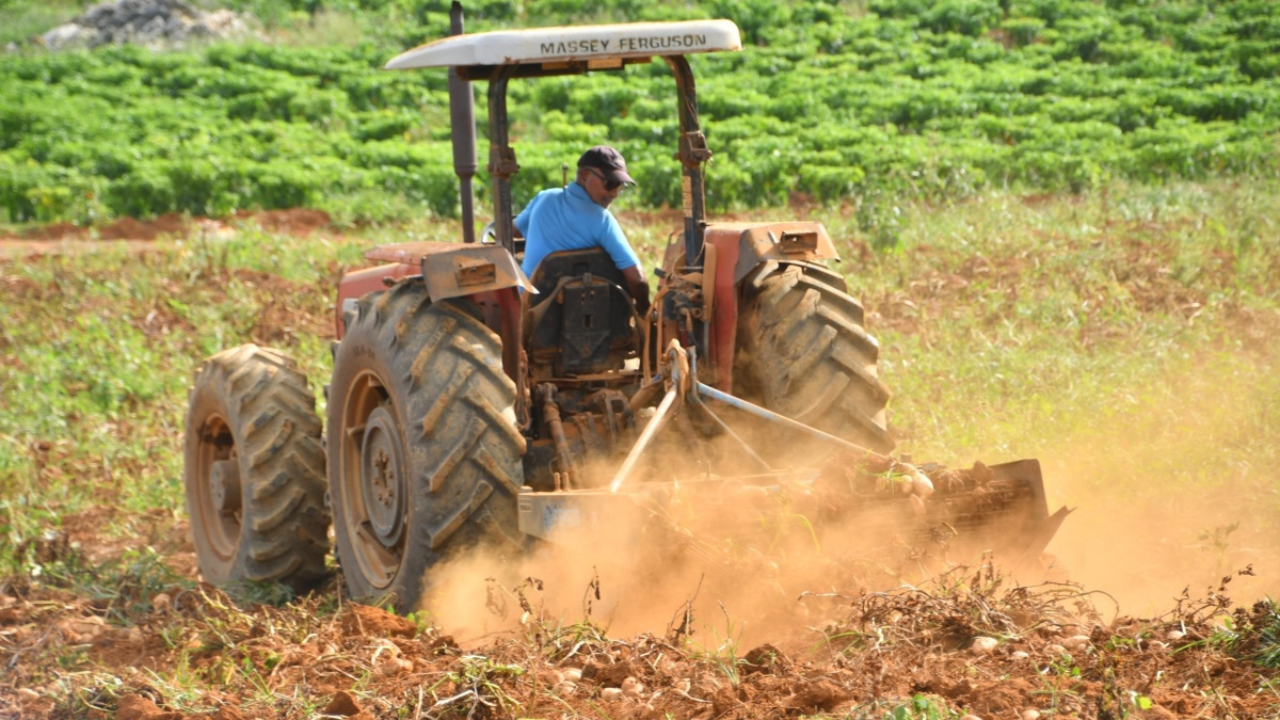 Uptick in Domestic Irish Potato Production - McKoysNews