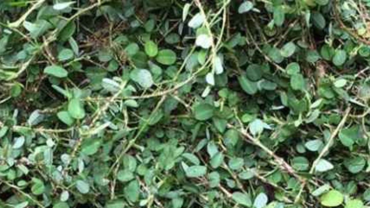 Medina Plant Enhancing Men's Health in Jamaica - McKoysNews