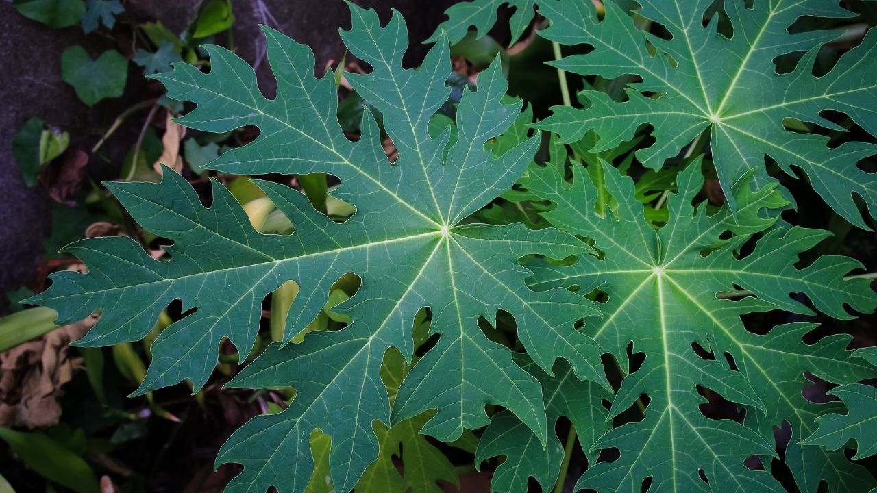 Papaya Leaves Offer Healing Hope in Jamaica - McKoysNews