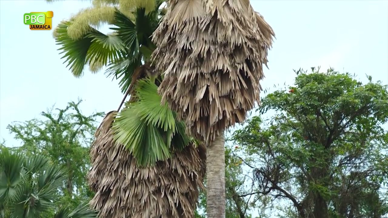 A self-destructing palm tree that blooms once every 100 years - McKoysNews