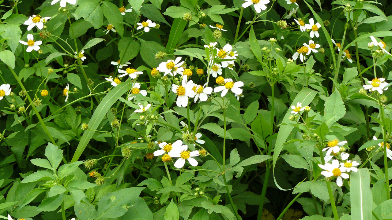 Spanish Needle Health Benefits: From Inflammation to Immunity - McKoysNews