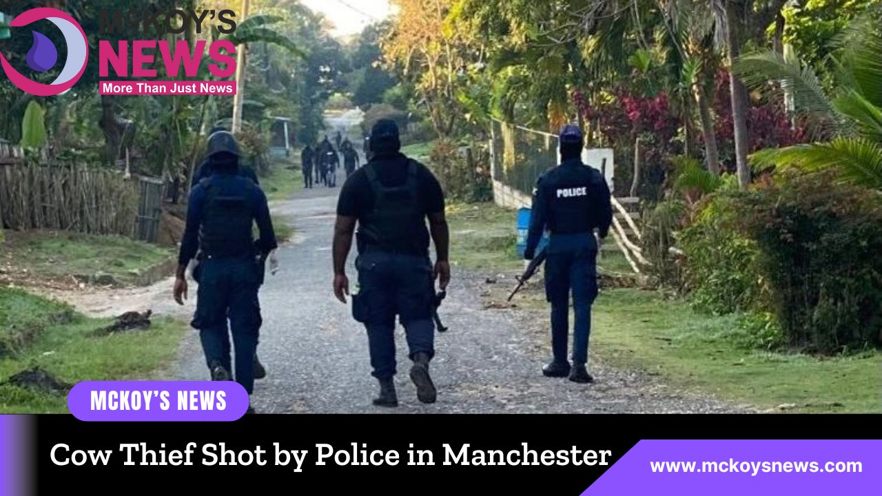 Cow Thief Shot by Police in Manchester - McKoysNews