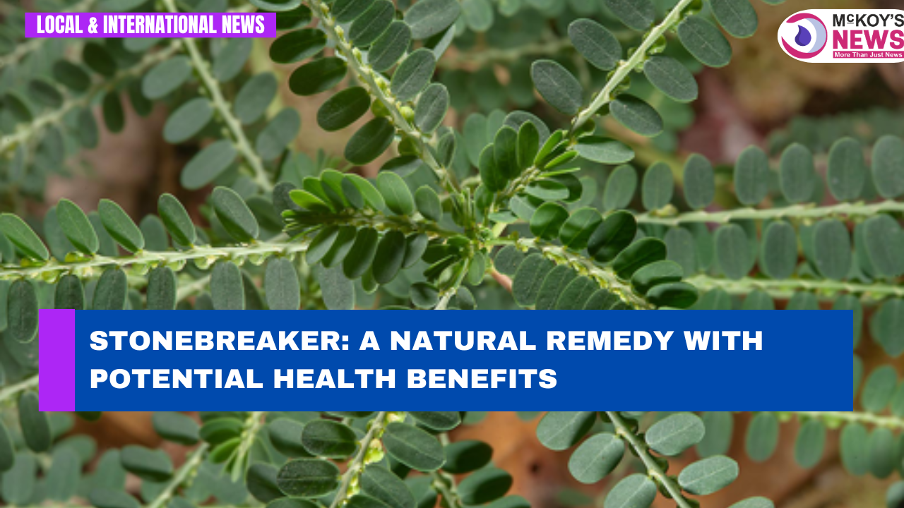 Stonebreaker Plant: A Natural Remedy with Potential Health Benefits ...
