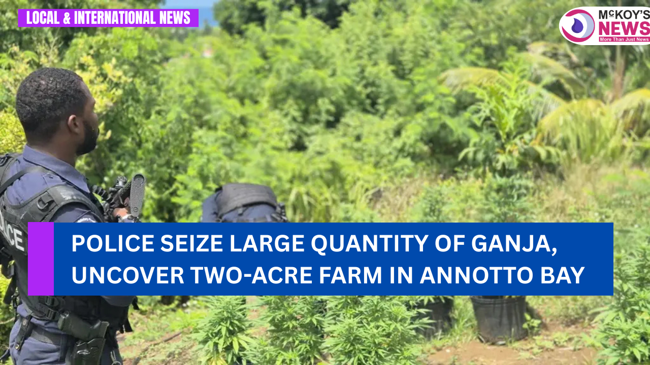 Police Seize Large Quantity of Ganja, Uncover Two-Acre Farm in Annotto ...